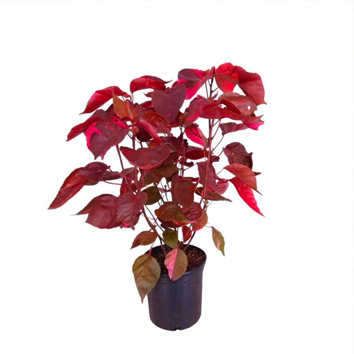 Oxygen Forest | Gift Plants